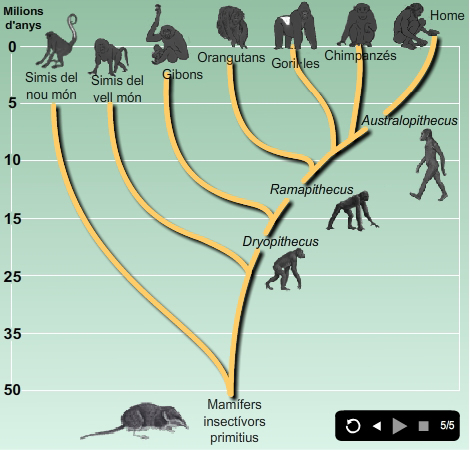 Primates Evolution