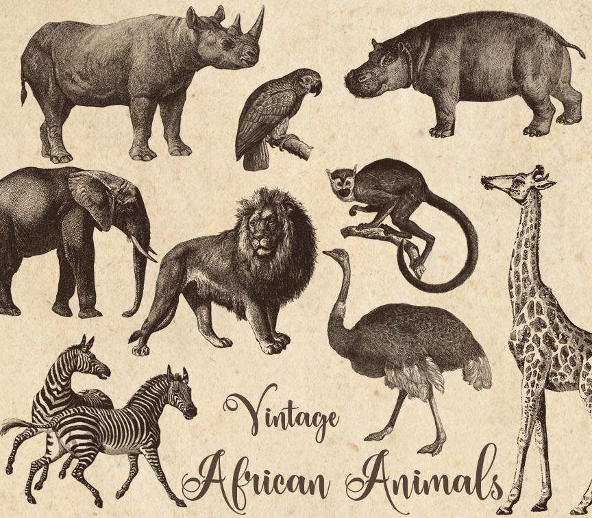 ODC Vintage African Animals Clipart by DigitalCurio on DeviantArt