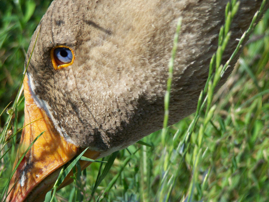 Ochi Albastri by Winnetah on DeviantArt