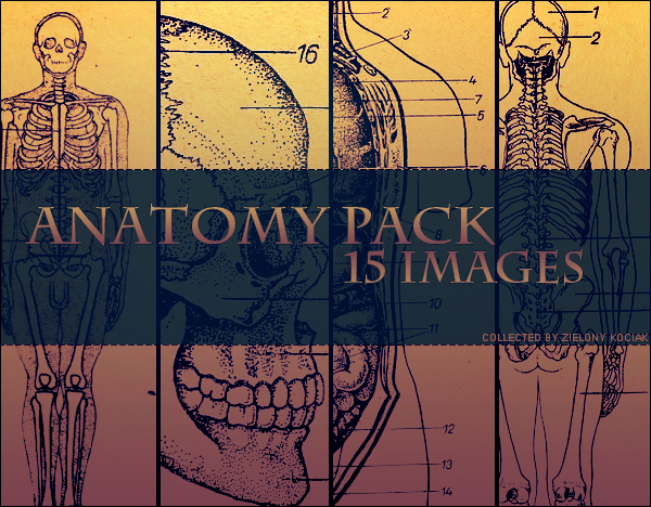Anatomy Pack by zielony-kociak on DeviantArt