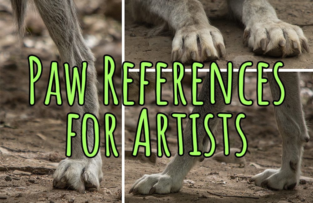 Paw References for Artists by Khalliysgraphy on DeviantArt