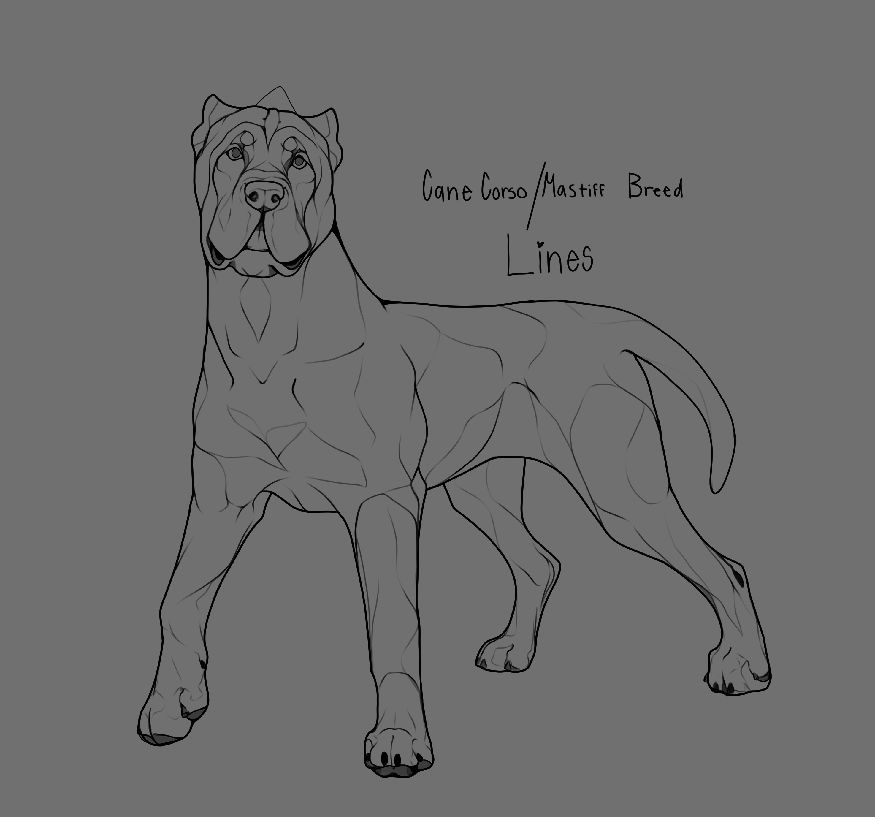Cane Corso lines by SimplyRusticKennels on DeviantArt