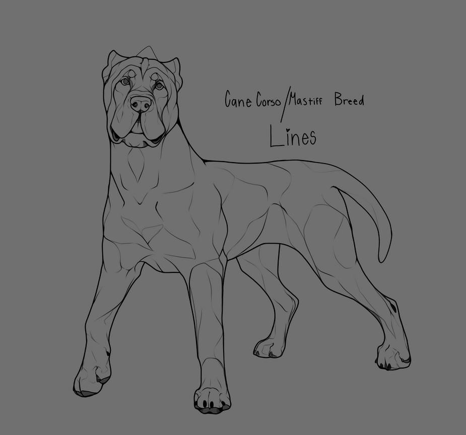 Cane Corso Lines By Simplyrustickennels On Deviantart