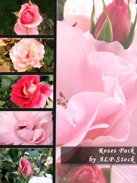 Roses Pack by ALP-Stock on DeviantArt