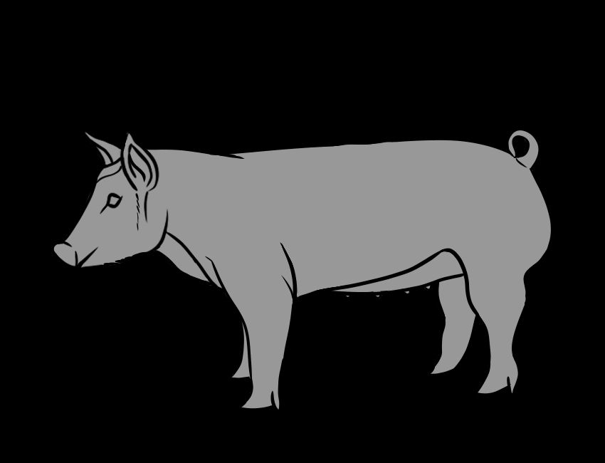 F2U Hampshire Pig Base by RoyalOats on DeviantArt