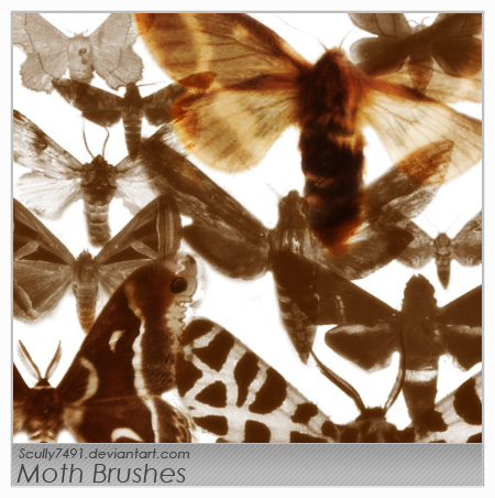 Moth Brushes by Scully7491 on DeviantArt