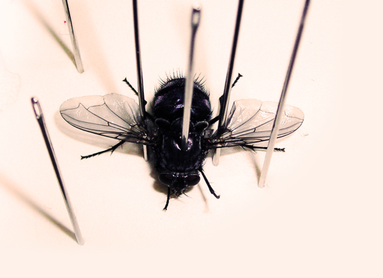wallpaper_mouche_02 by Kushuri on DeviantArt