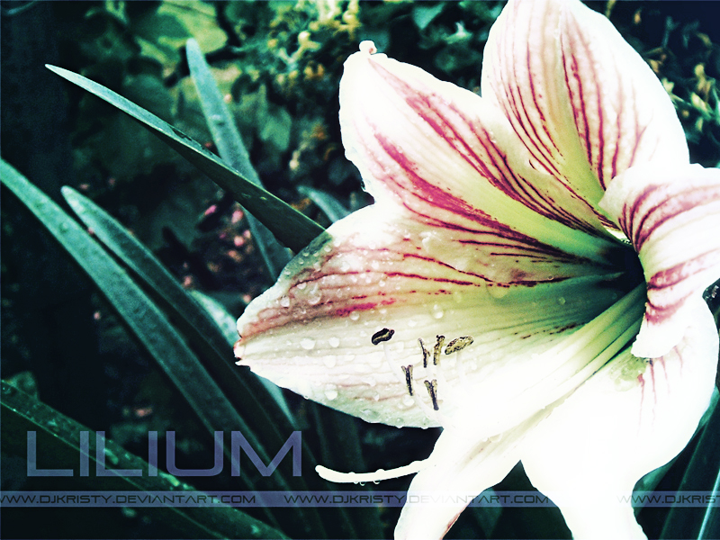 Lilium - Wallpaper - Pack - by djkristy on DeviantArt