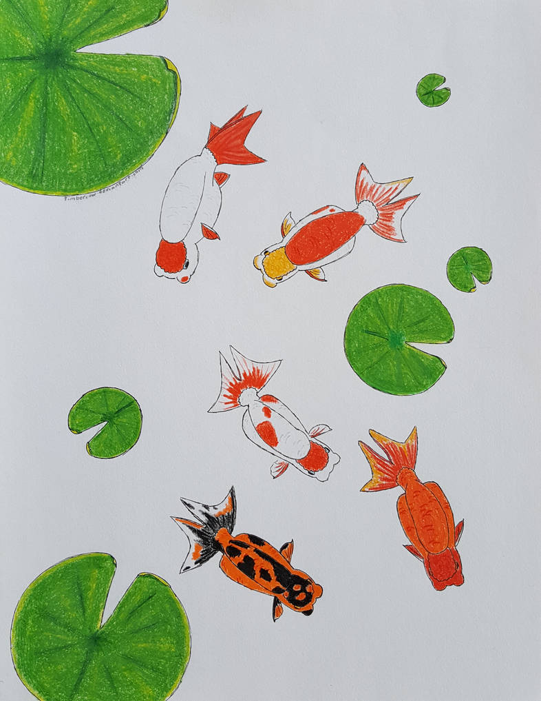 Ranchu goldfish pond by timbercow on DeviantArt