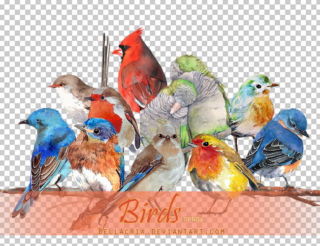 Birds PNGs by Bellacrix on DeviantArt