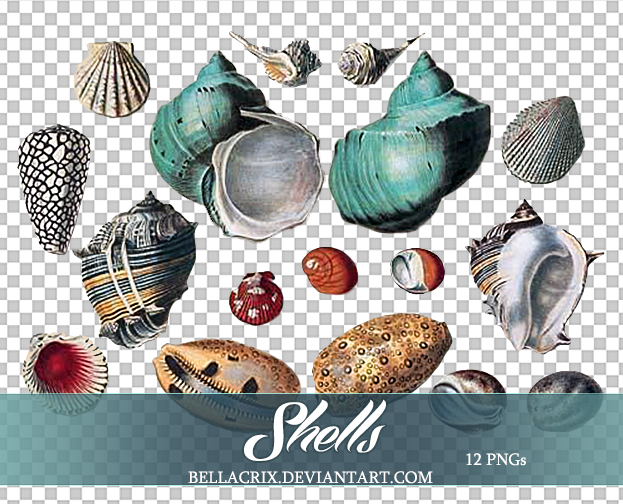 Shells PNGs by Bellacrix on DeviantArt