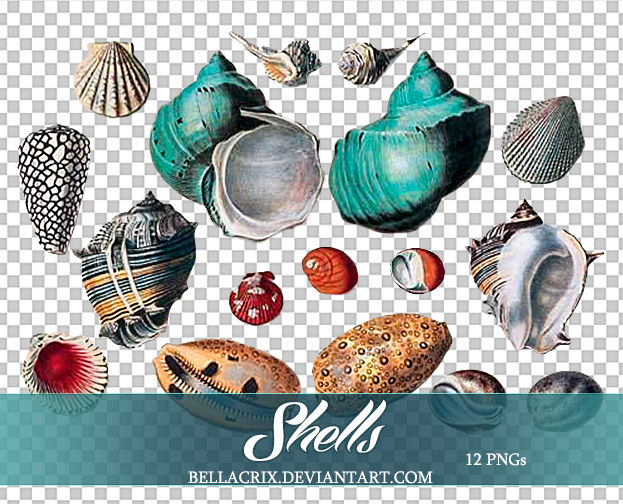 Shells PNGs by Bellacrix on DeviantArt