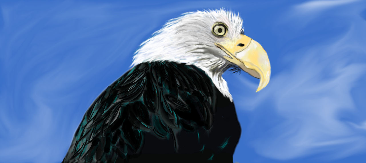 Bald Eagle by birdsivu on DeviantArt