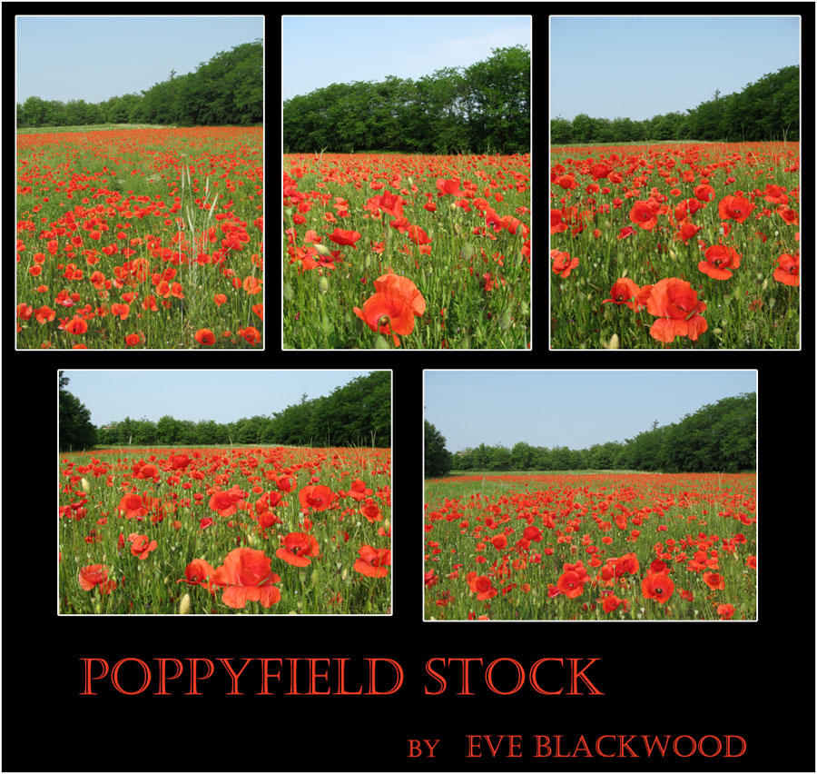 poppyfield backgrounds stock by EveBlackwood on DeviantArt