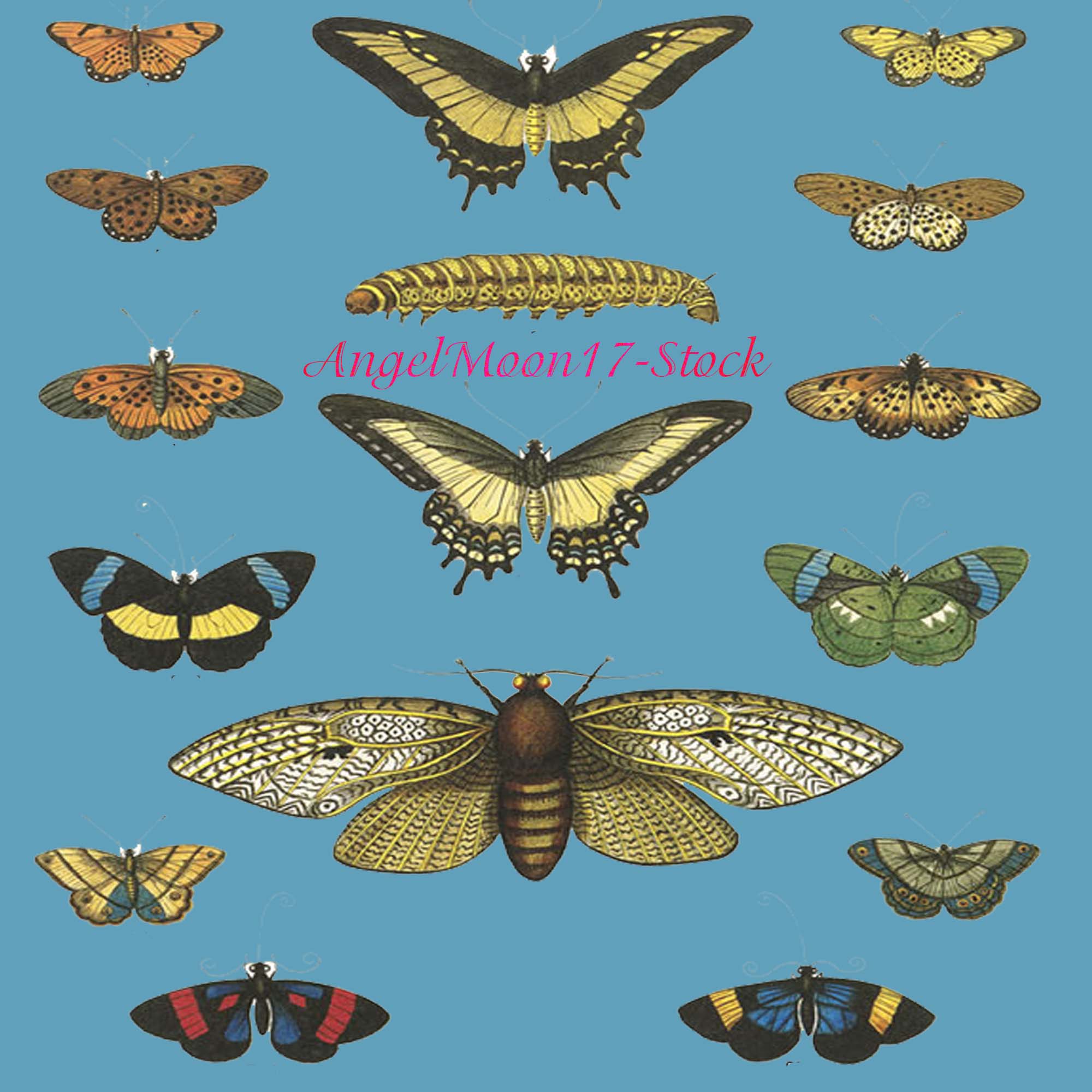 Butterflies 2 by AngelMoon17 on DeviantArt