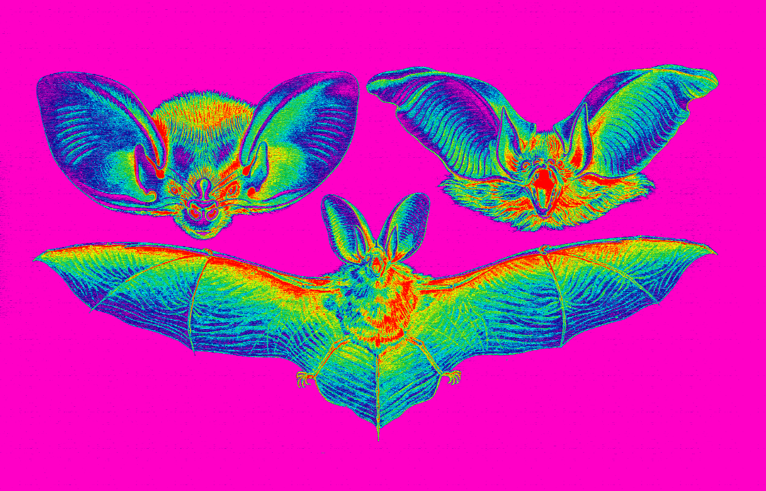 Bat heads pink by itsascoop on DeviantArt
