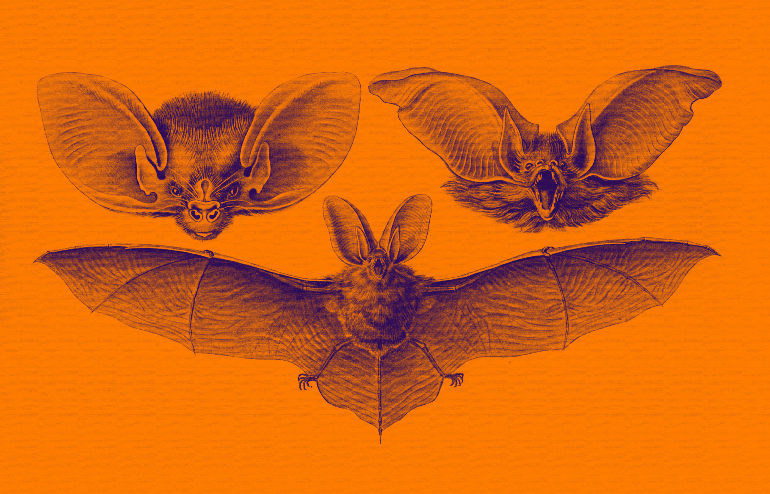 Bat heads VII by itsascoop on DeviantArt