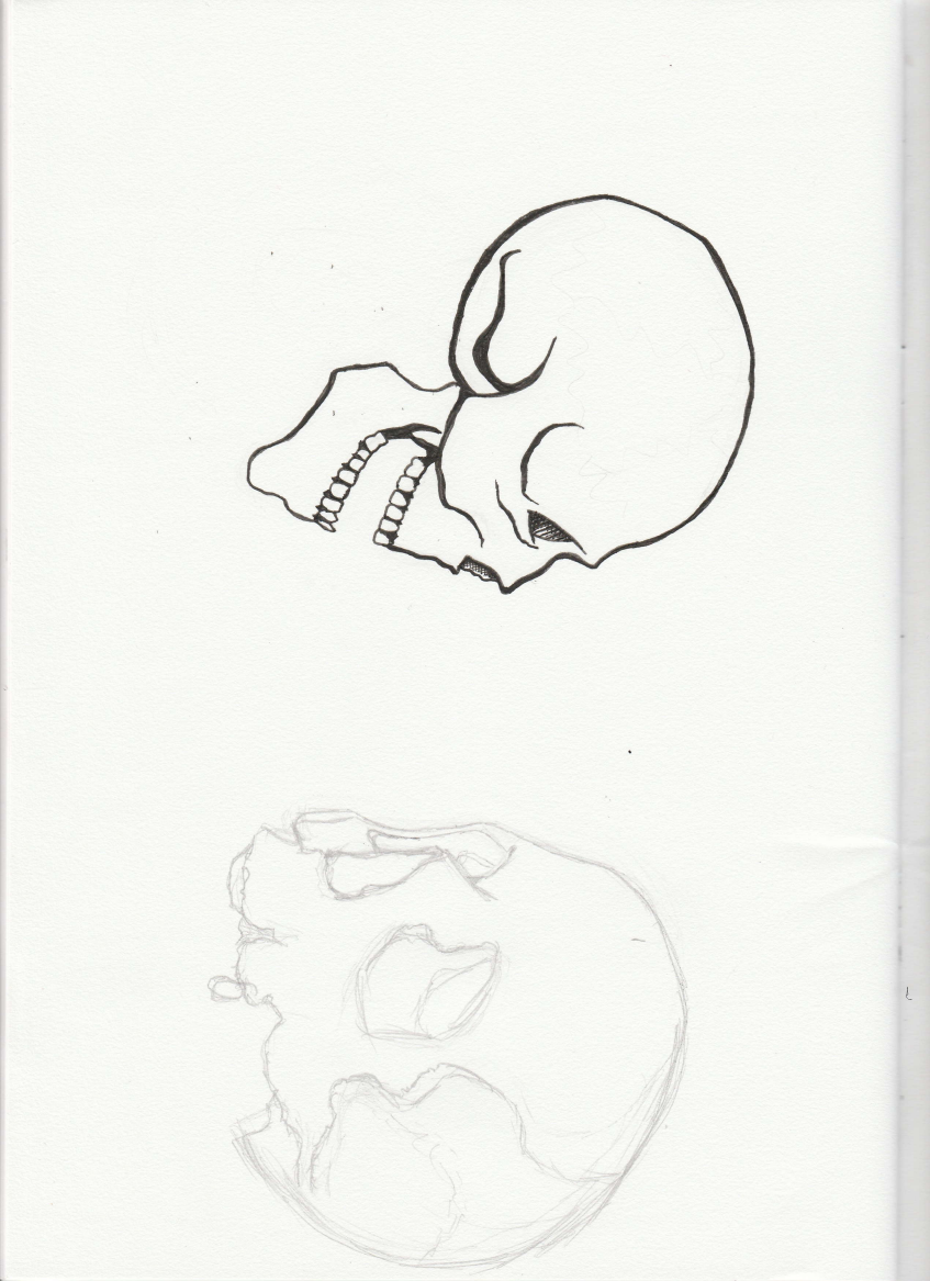 Skull practice by Mohojoe on DeviantArt