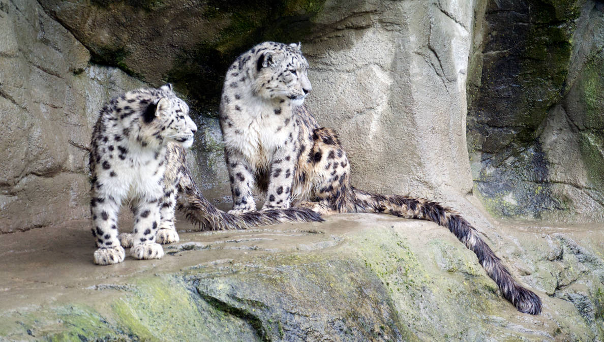 Snow leopard by sluppy on DeviantArt