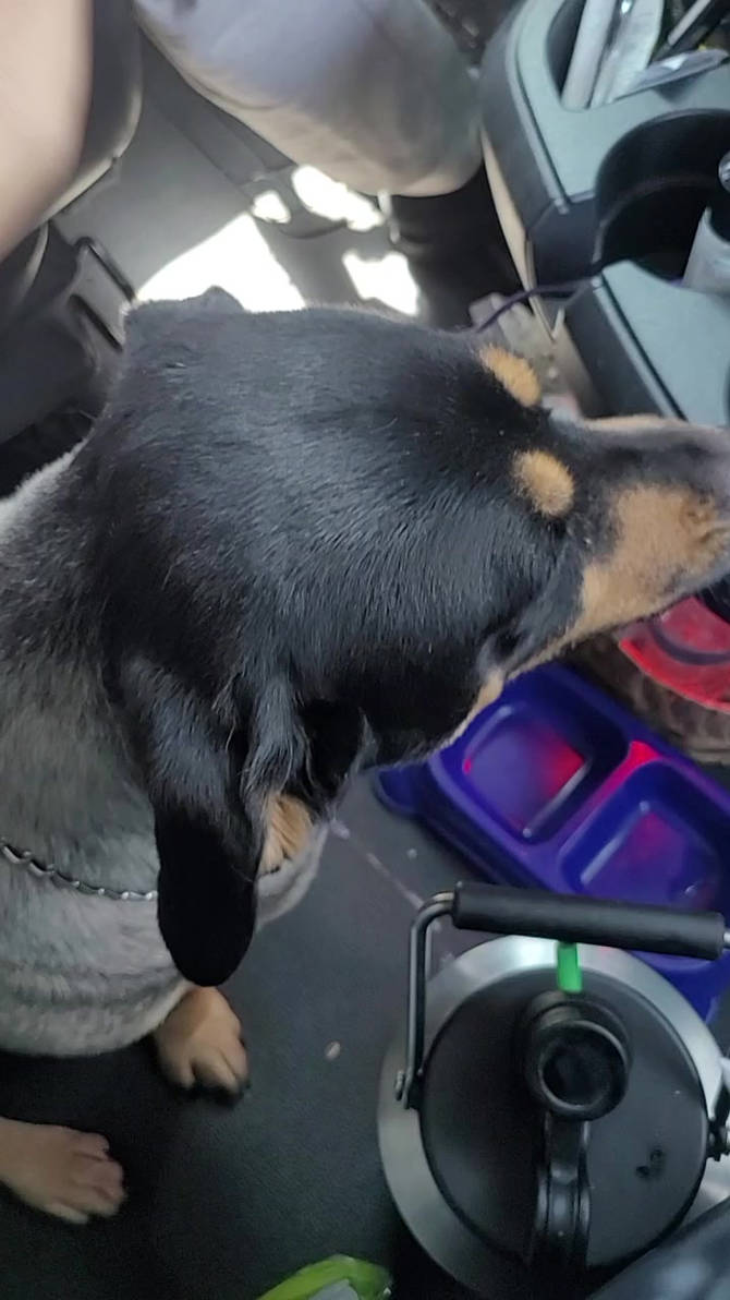 ME GIVIN SOME DOGGY LOVINS!!! by PaintyWolf on DeviantArt