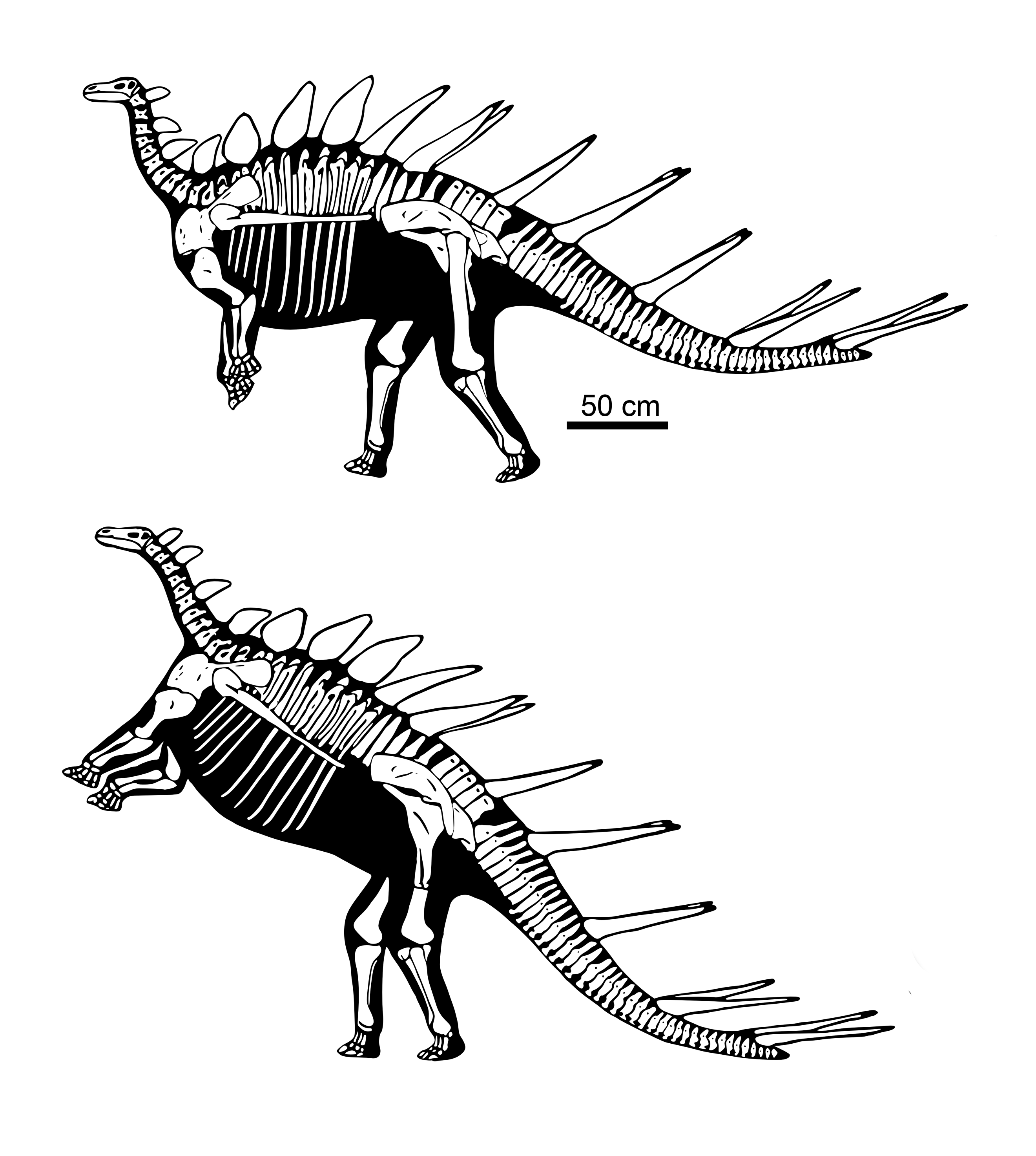 Kentrosaurus Skeleton