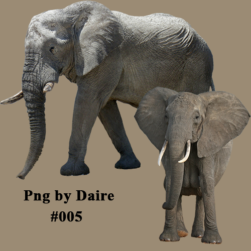 Elephant PNG by DaireGraphique on DeviantArt