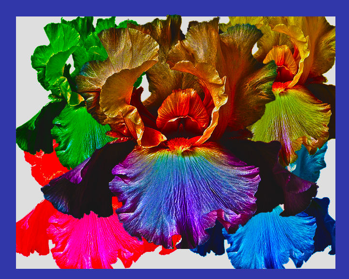 Flower rainbow by ronskater1 on DeviantArt