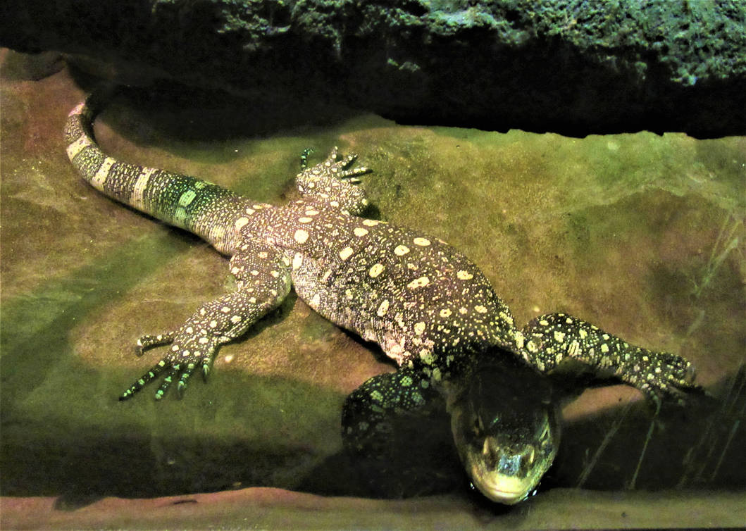 Ornate Monitor by Sabreleopard on DeviantArt