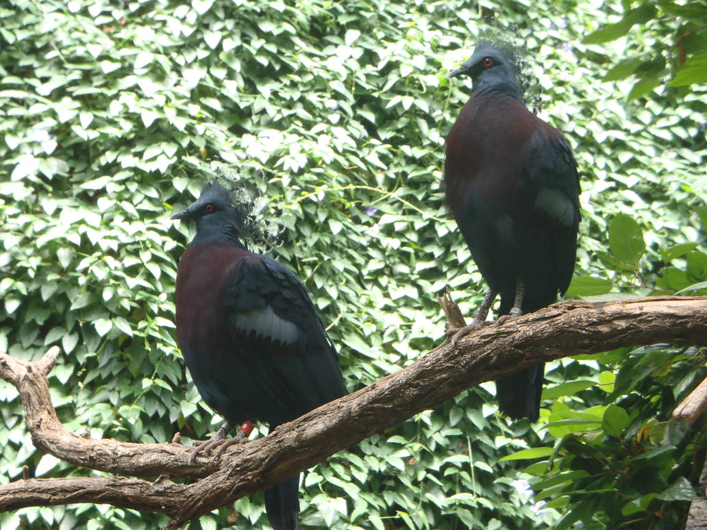 Victoria Crowned Pigeon by Sabreleopard on DeviantArt