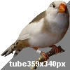 tube-bird-2 by PSP-perfect-tubes on DeviantArt