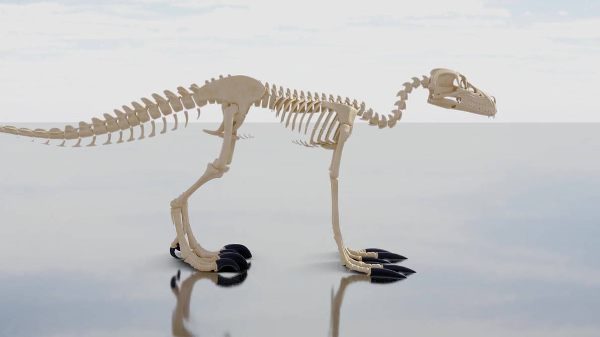 skele-ton of work by Valognir on DeviantArt