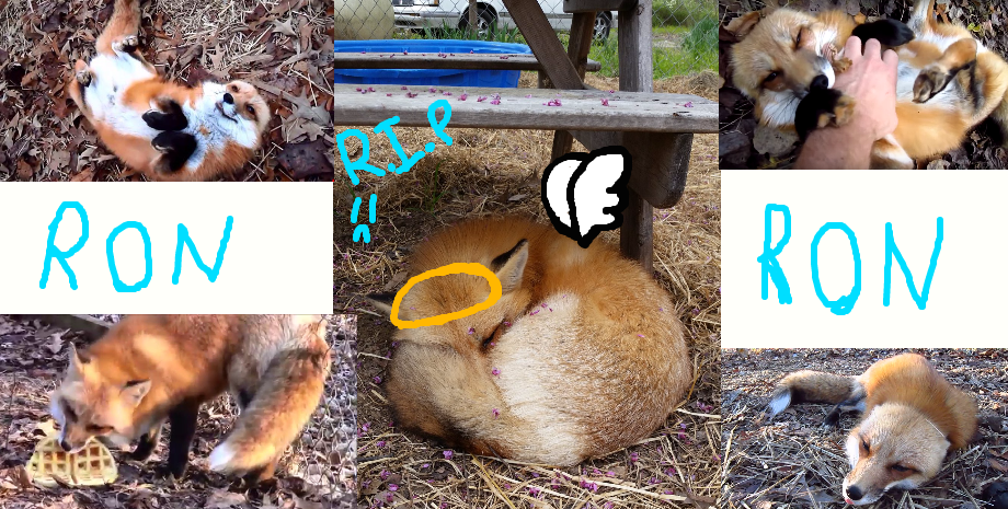 my small and late tribute to ronron the fox by starisawesome1 on DeviantArt