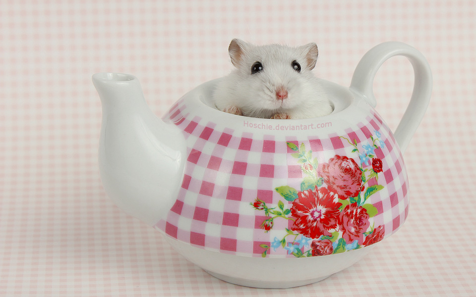 Cuteness-Explosion | DeviantArt