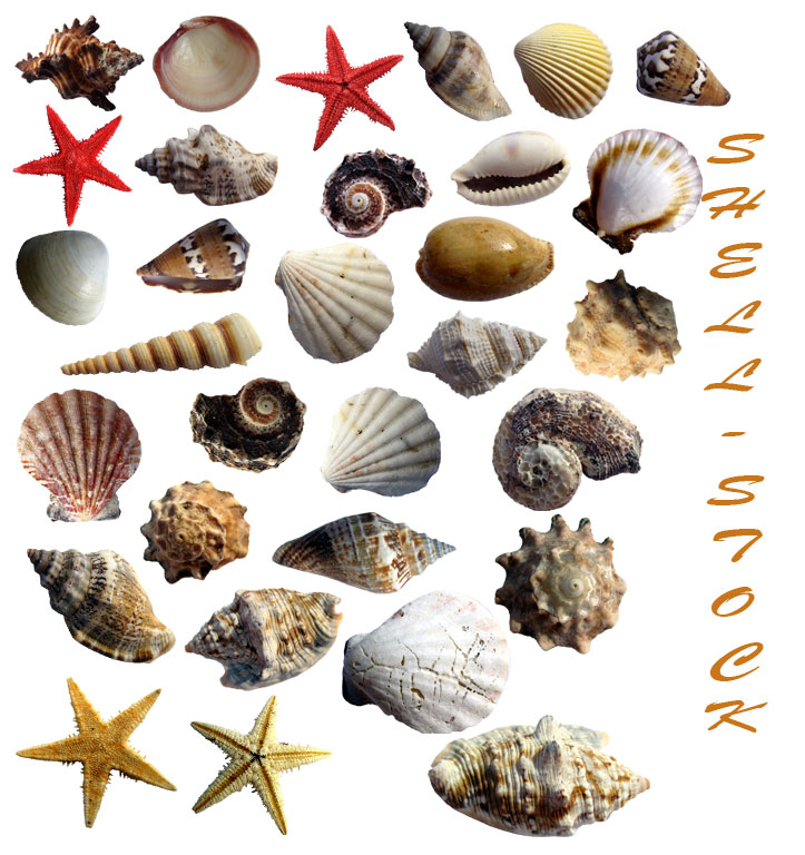 31 shells - stock by aswad-hajja on DeviantArt