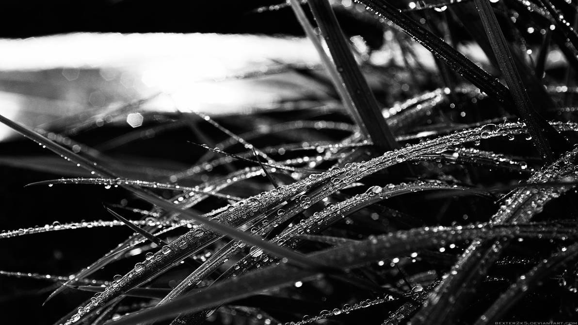 wet gras 2 wallpaper by Bexter2k5 on DeviantArt