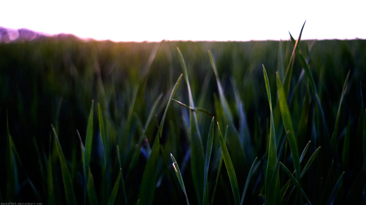 field 2 wallpaper by Bexter2k5 on DeviantArt