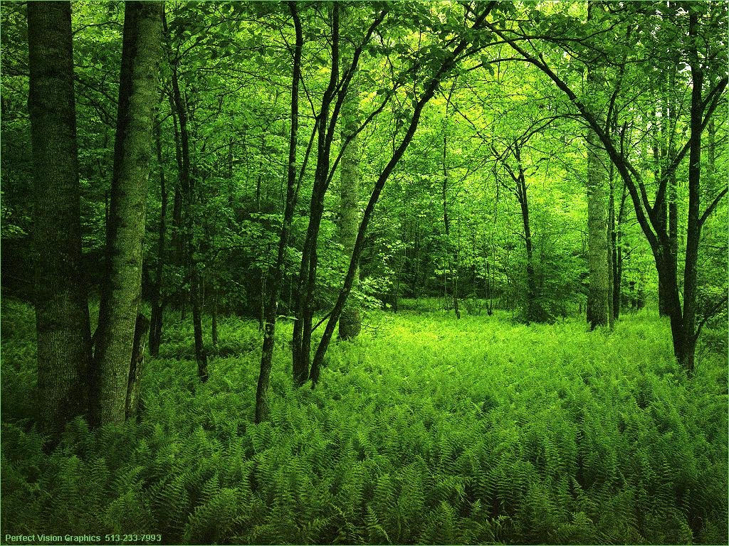 Enchanted Forest (Map Level 1-5) by SweetyChimp on DeviantArt