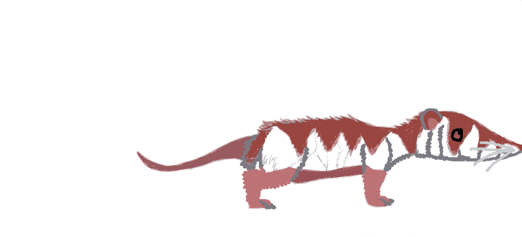 Ptilodus by tcr11050 on DeviantArt