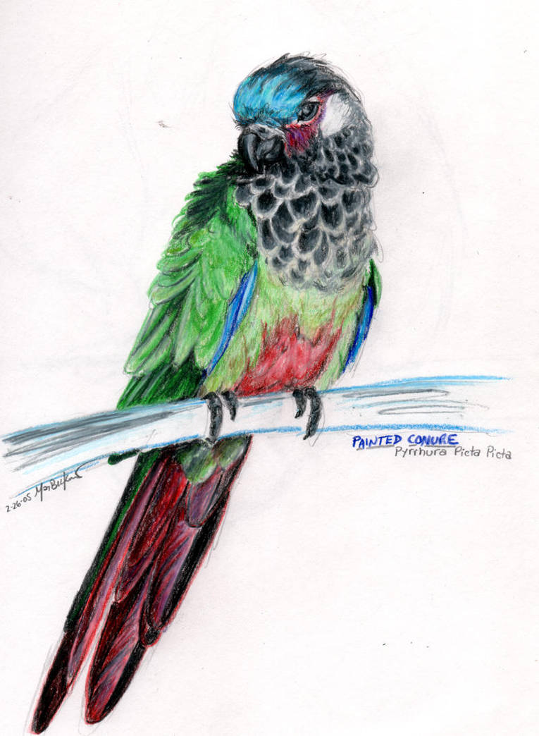 Painted Conure by supercrazzy on DeviantArt