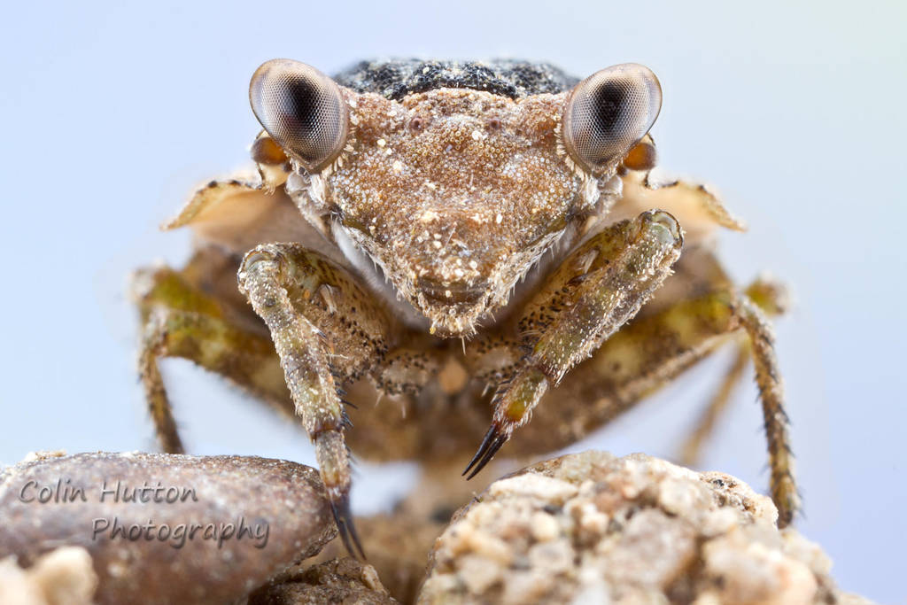 Big-eyed Toad Bug - Gelastocoris oculatus by ColinHuttonPhoto on DeviantArt