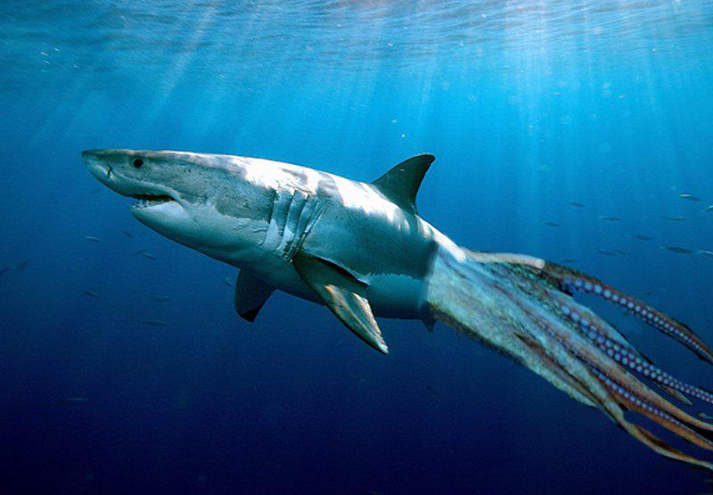 Sharktopus in real life by SteveIrwinFan96 on DeviantArt