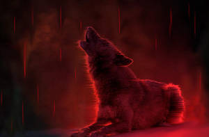 Mad Wolf by nikontom on DeviantArt