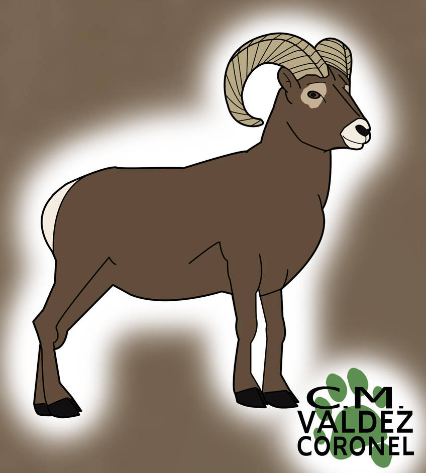 Ovis canadensis by jimjimfuria1 on DeviantArt