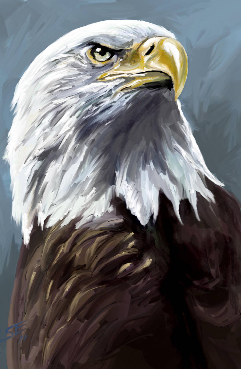 Speed painting: Eagle by Scott-Edward on DeviantArt
