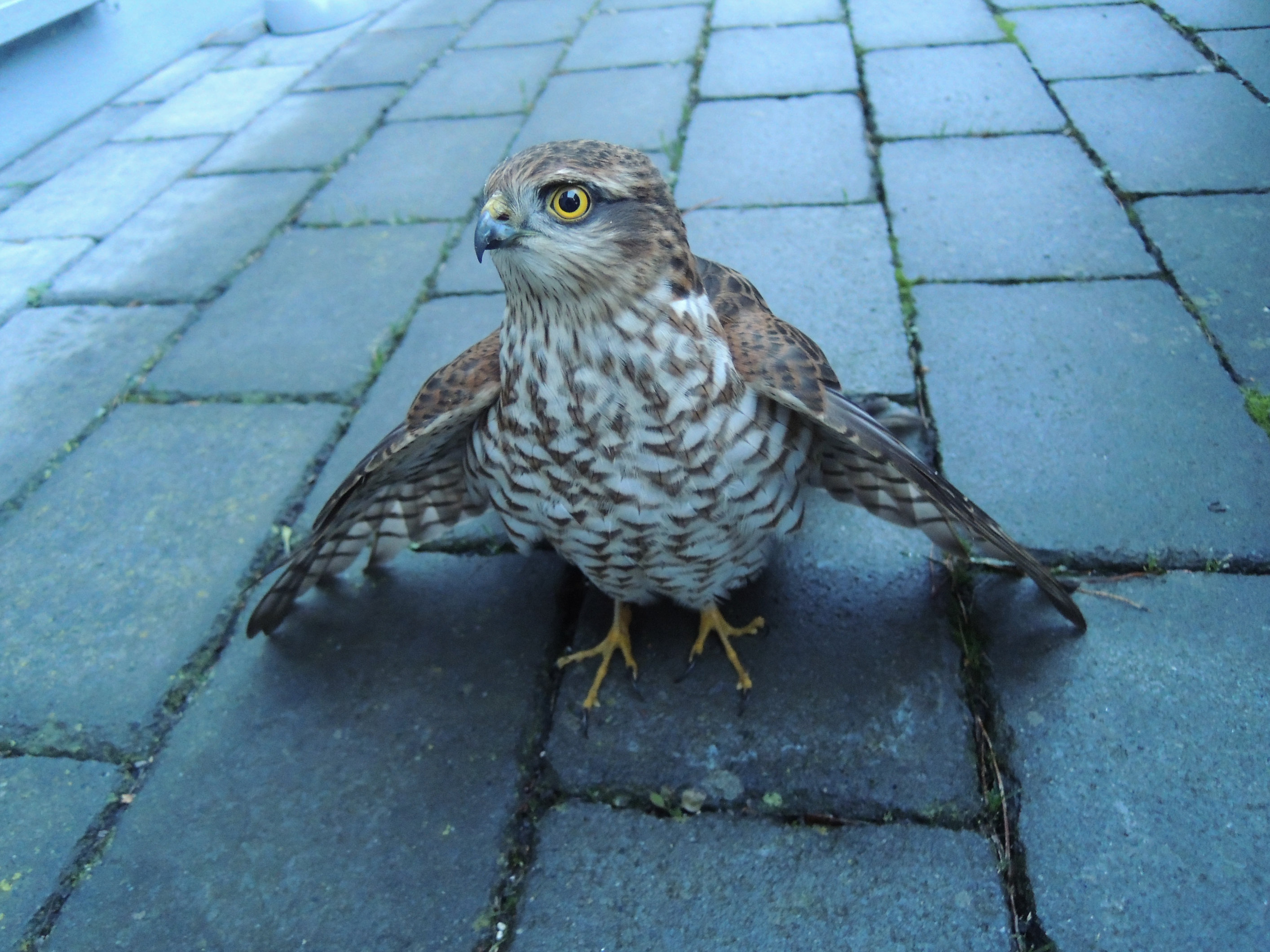 The sparrow-hawk is safe in the fractal tree by marijeberting on DeviantArt