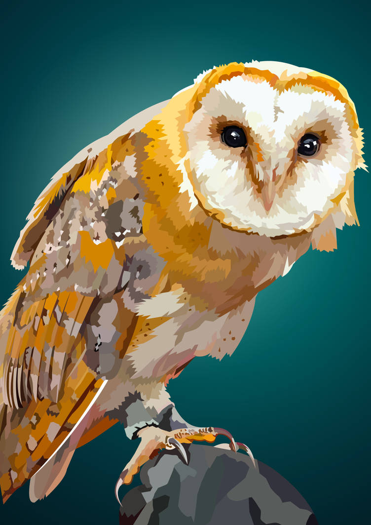 Barn Owl closeup by elviraNL on DeviantArt