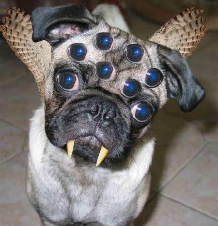 Crazy Pug by XbenjiX13 on DeviantArt