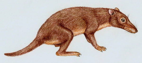 Megazostrodon by Biarmosuchus on DeviantArt