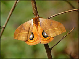 Automeris randa - 2 by J-Y-M on DeviantArt