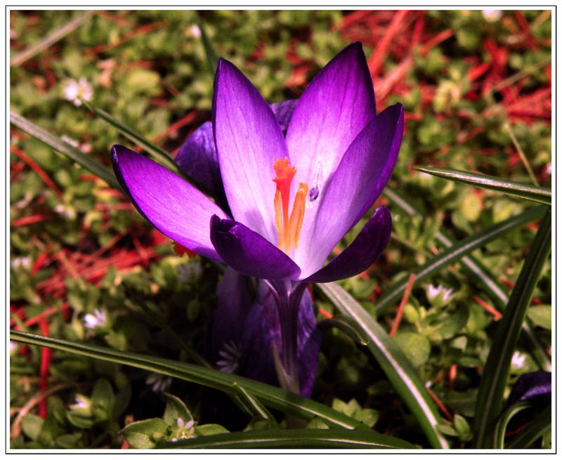 simple crocus by iKbinInaKatze on DeviantArt